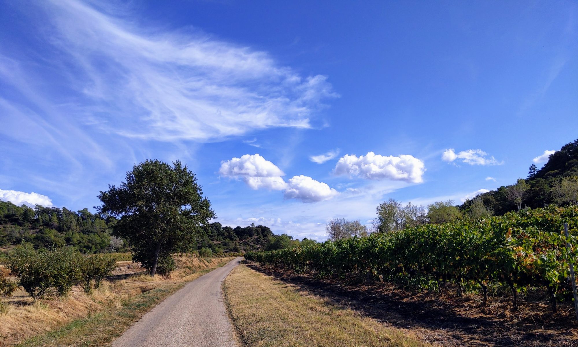 My Vineyard – Own and manage your vineyard & winery in Provence